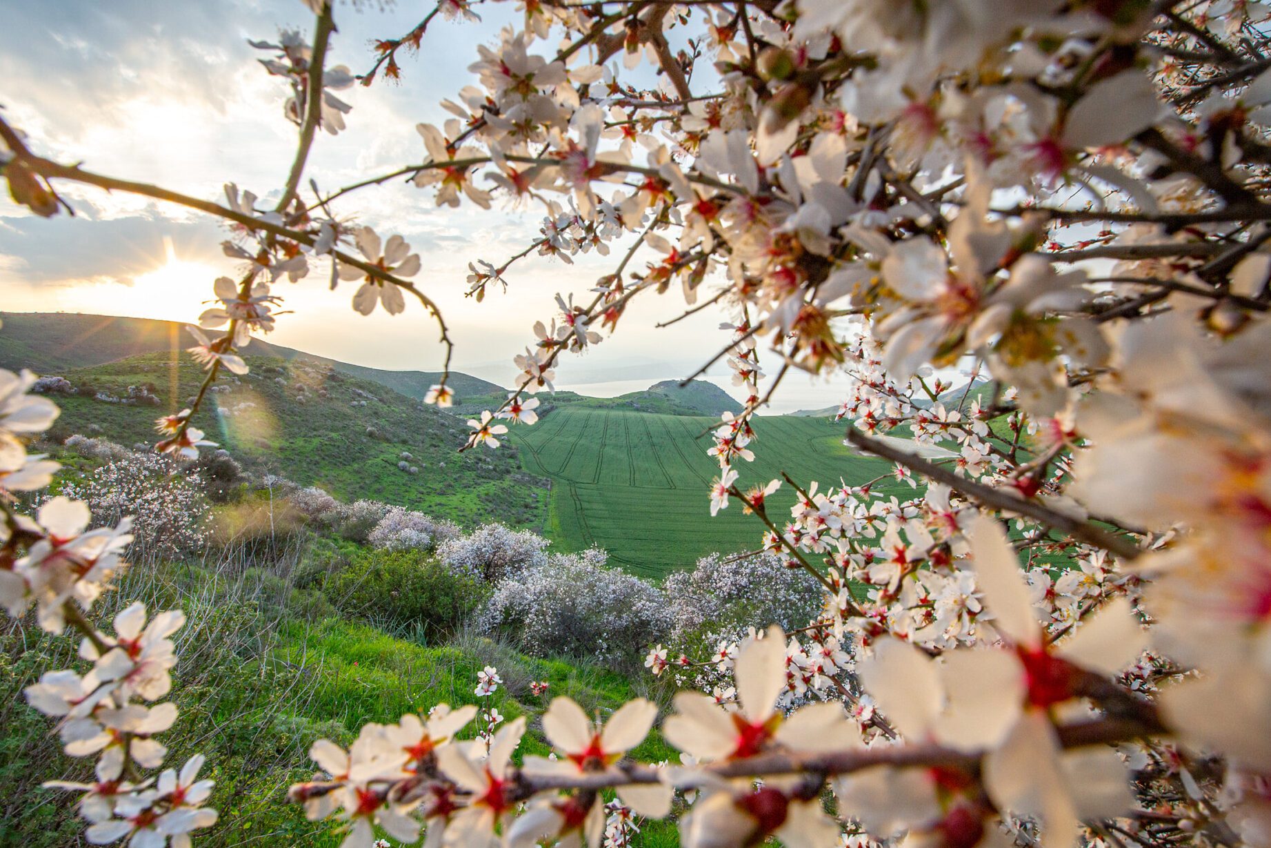 The Spiritual Significance of the Almond Tree in the Bible - John ...