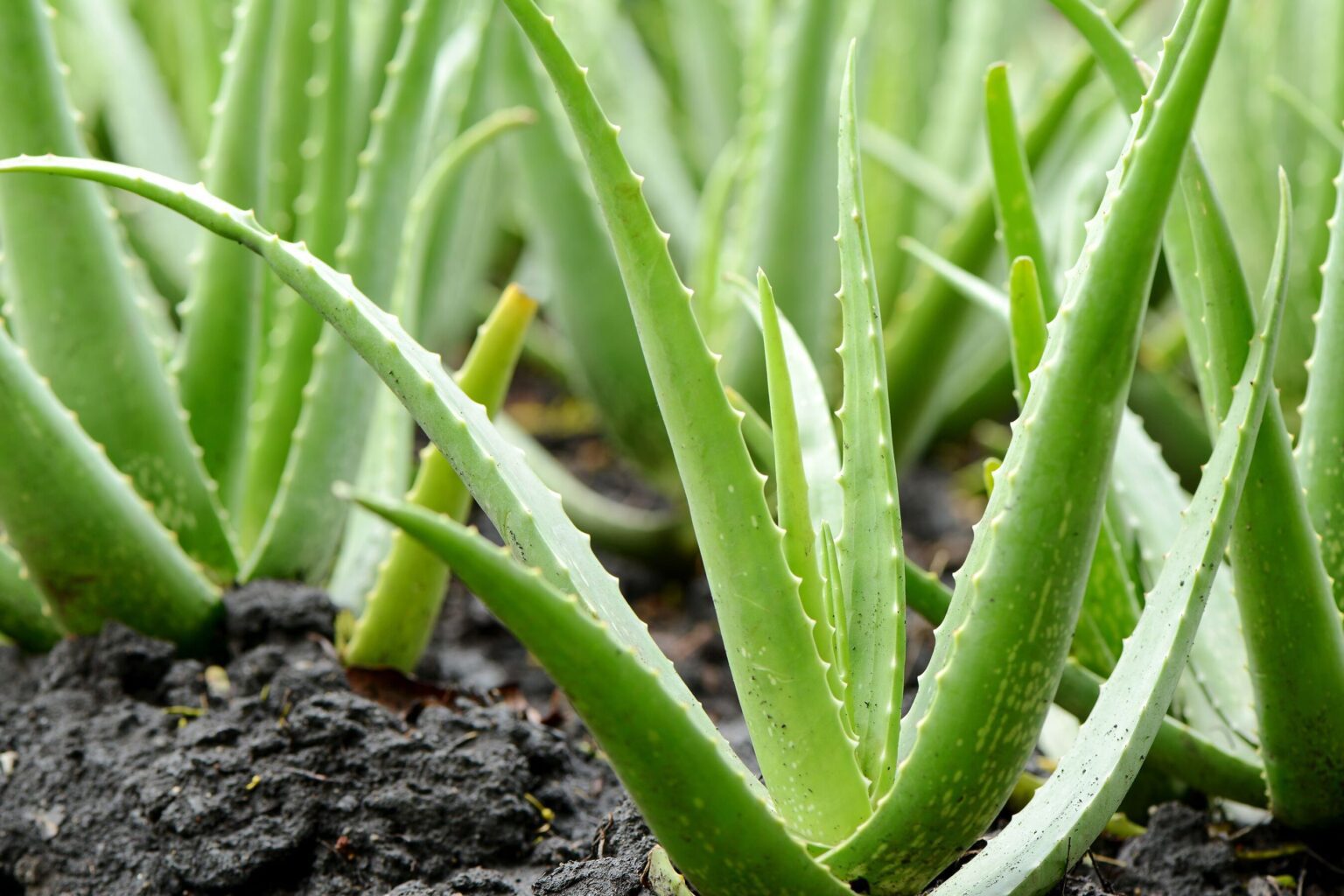 The Spiritual Significance of the Aloe Vera Plant in the Bible - John ...