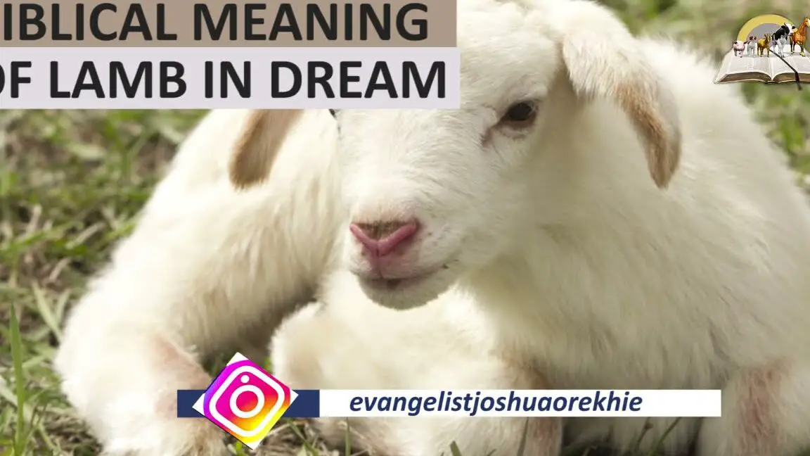 The Spiritual Significance of Dreaming About a Lamb in the Bible - John ...