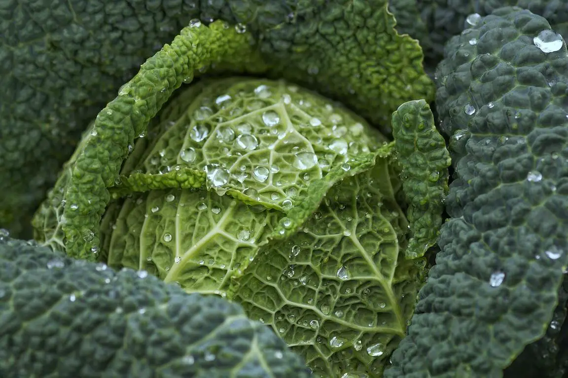 The Biblical Significance of Cabbage: Unveiling its Symbolism in ...