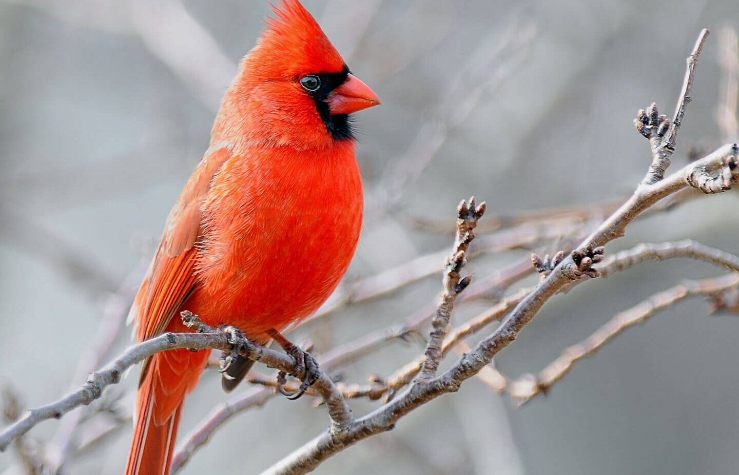 The Biblical Significance of Cardinals: A Divine Perspective - John ...