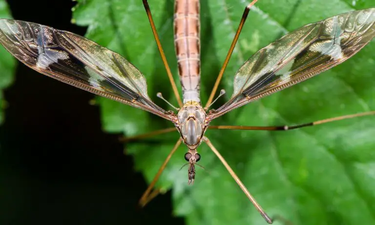 The Biblical Significance of Daddy Long Legs Explained - John Baptist ...
