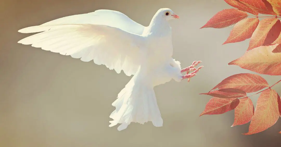 The Biblical Significance of Two Doves: Symbolism and Interpretation ...
