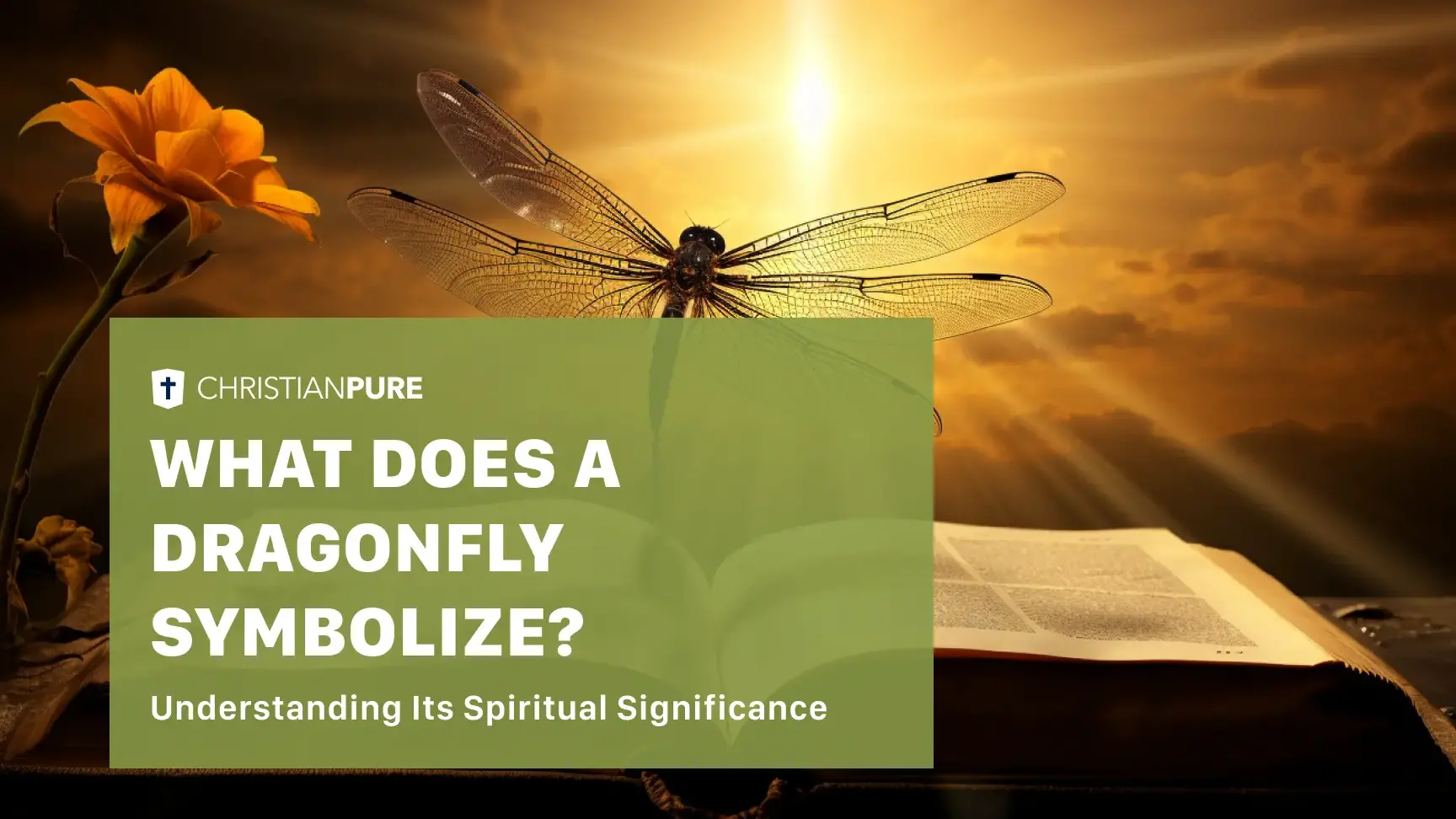 The Biblical Significance of Dragonflies: Unraveling Their Symbolism in ...
