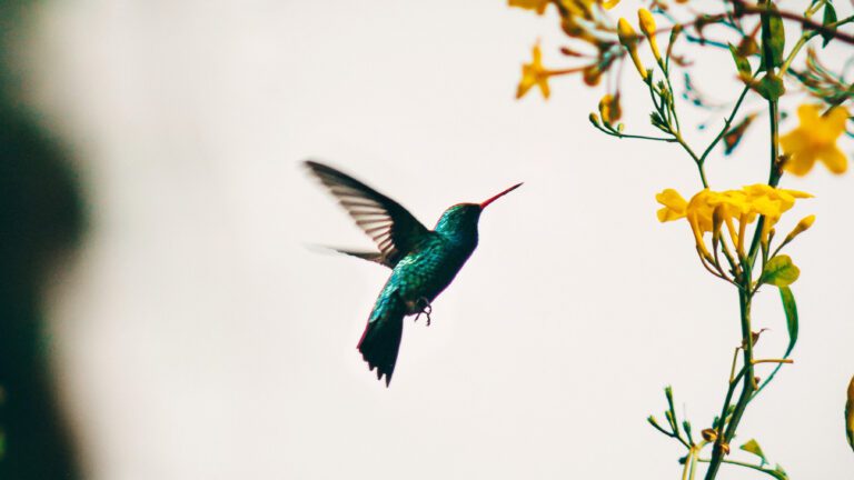 The Biblical Significance of the Hummingbird: Unveiling Spiritual ...
