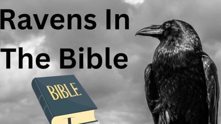 Unlocking the Biblical Meaning of the Raven - John Baptist Church