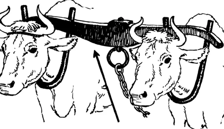 Biblical Insights: Understanding the Meaning of Yoke - John Baptist Church