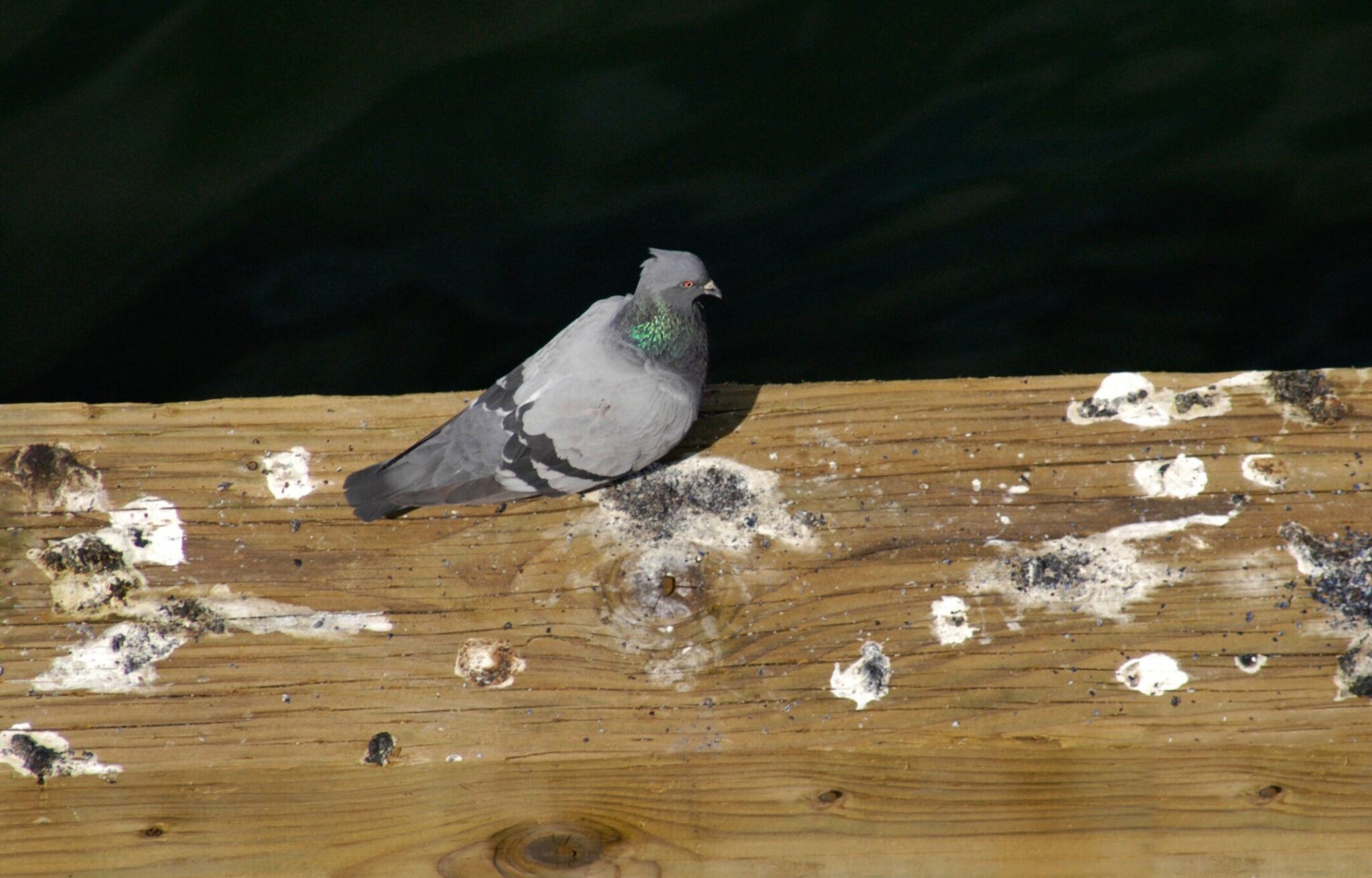 The Spiritual Significance of Bird Droppings: Exploring the Biblical ...