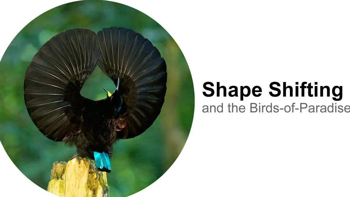 The Biblical Significance of the Bird of Paradise: A Divine Symbol of ...