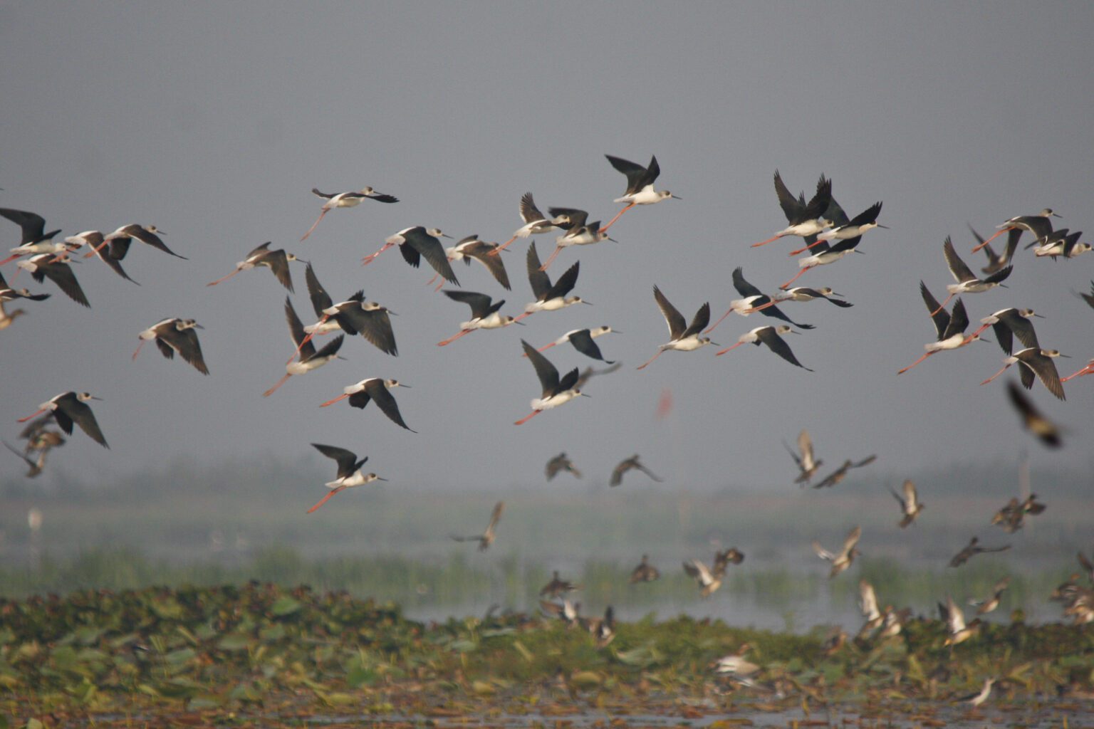 Biblical Insights: Unveiling the Meaning of Rod and Staff - John ...