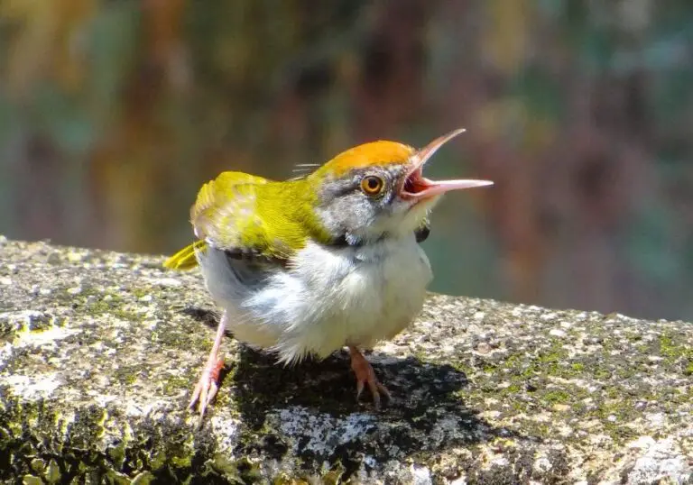 The Biblical Meaning of Damascus: Unveiling the Spiritual Significance ...