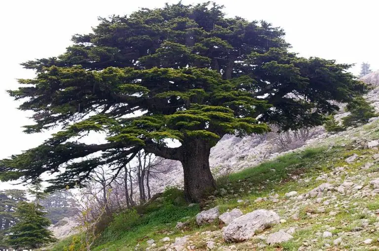 The Spiritual Significance of the Cedar Tree in the Bible - John ...