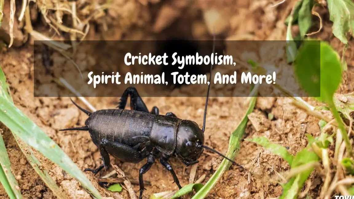 The Biblical Significance of Crickets: Unveiling Hidden Messages in ...