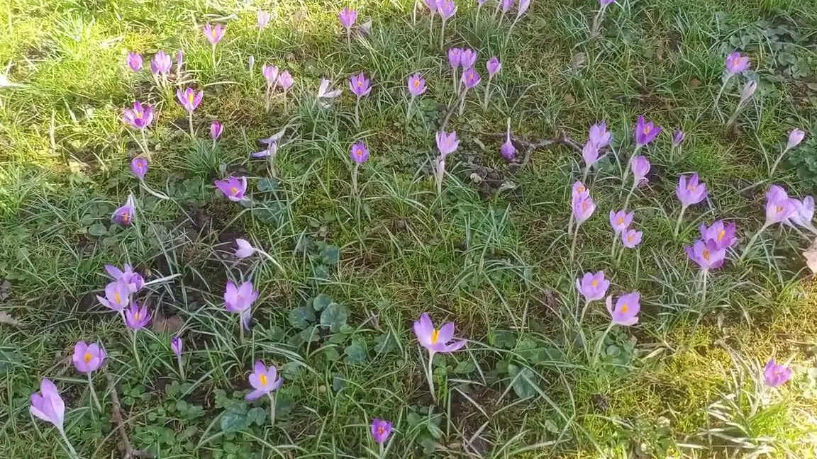 The Biblical Significance of Crocus: A Symbol of Renewal and Hope ...