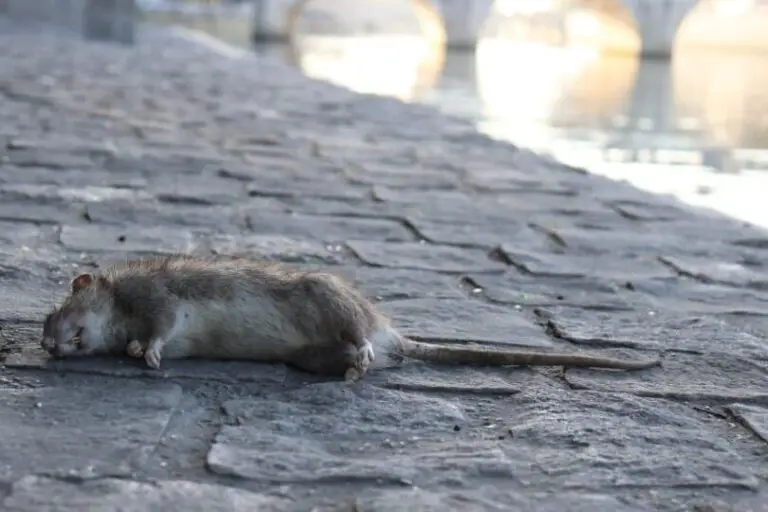 The Biblical Significance of Dead Rats in a Dream - John Baptist Church