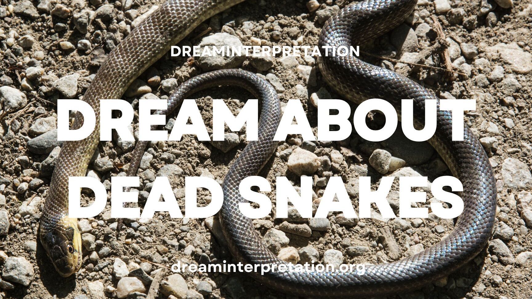 The Spiritual Significance of Dead Snakes in Dreams: Unraveling the ...