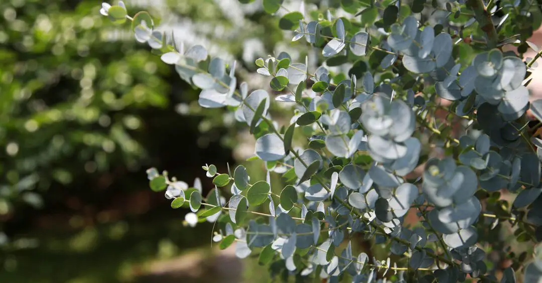 The Biblical Significance of Eucalyptus: Unveiling God's Messages in ...