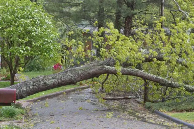 The Spiritual Significance of Falling Trees in Dreams: Unveiling the ...