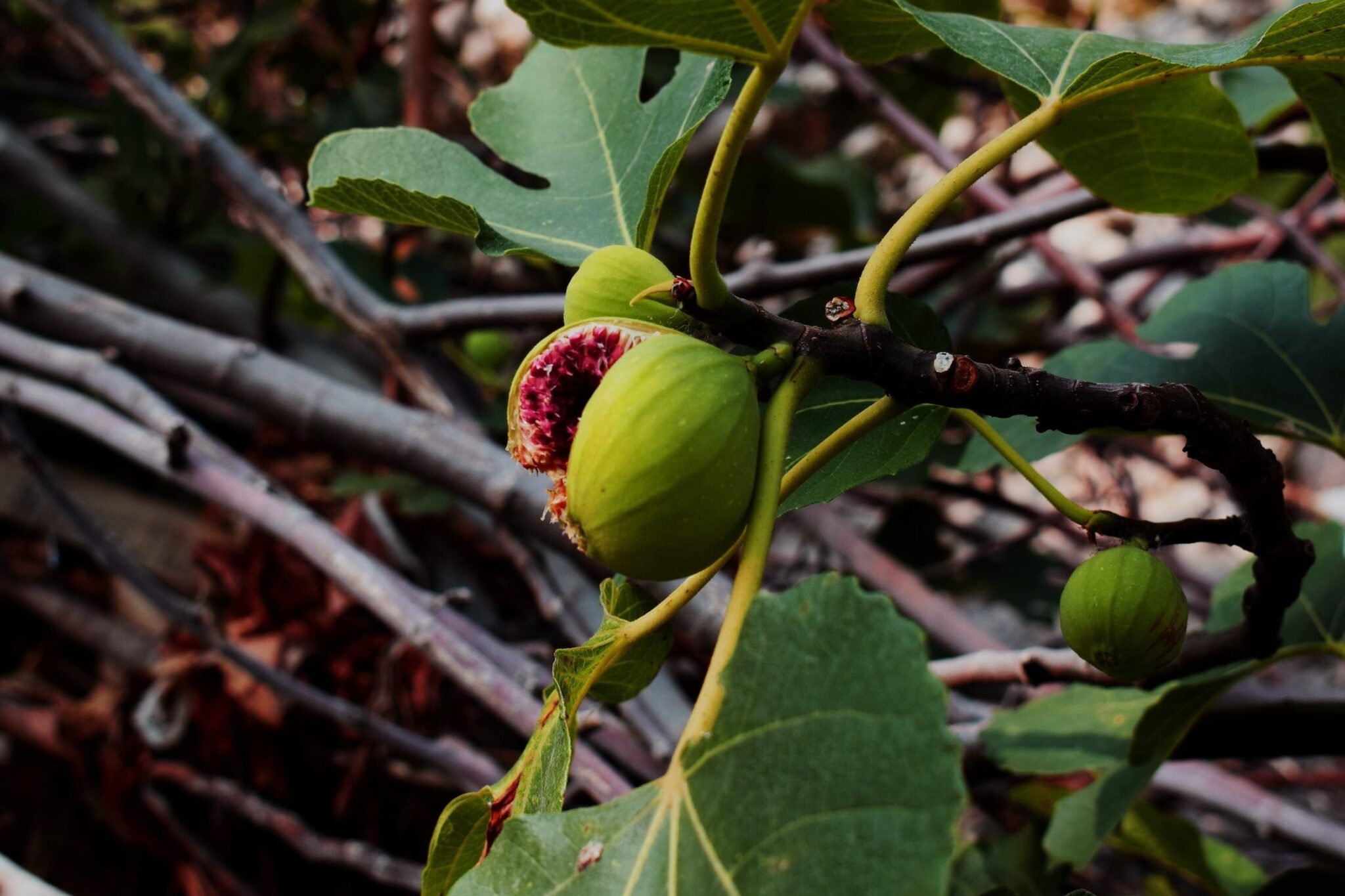 The Biblical Significance of Figs in Dreams: Unveiling Divine Messages ...