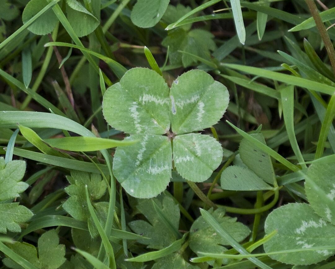 The Biblical Significance of the Four-Leaf Clover: Unveiling its ...