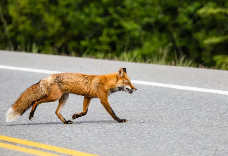 The Spiritual Significance of a Fox Crossing Your Path: Exploring the ...