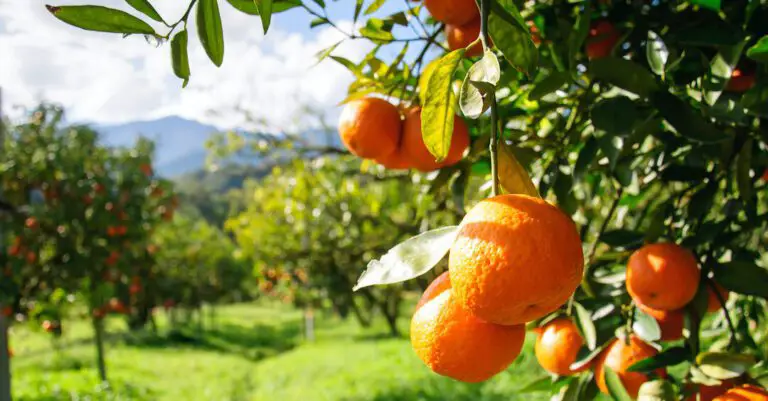 The Spiritual Significance of Bearing Fruit: Unveiling the Biblical ...