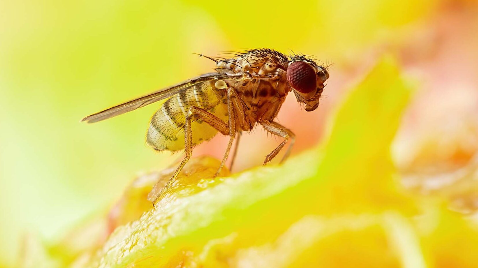 The Spiritual Significance of Fruit Flies: Exploring their Biblical ...