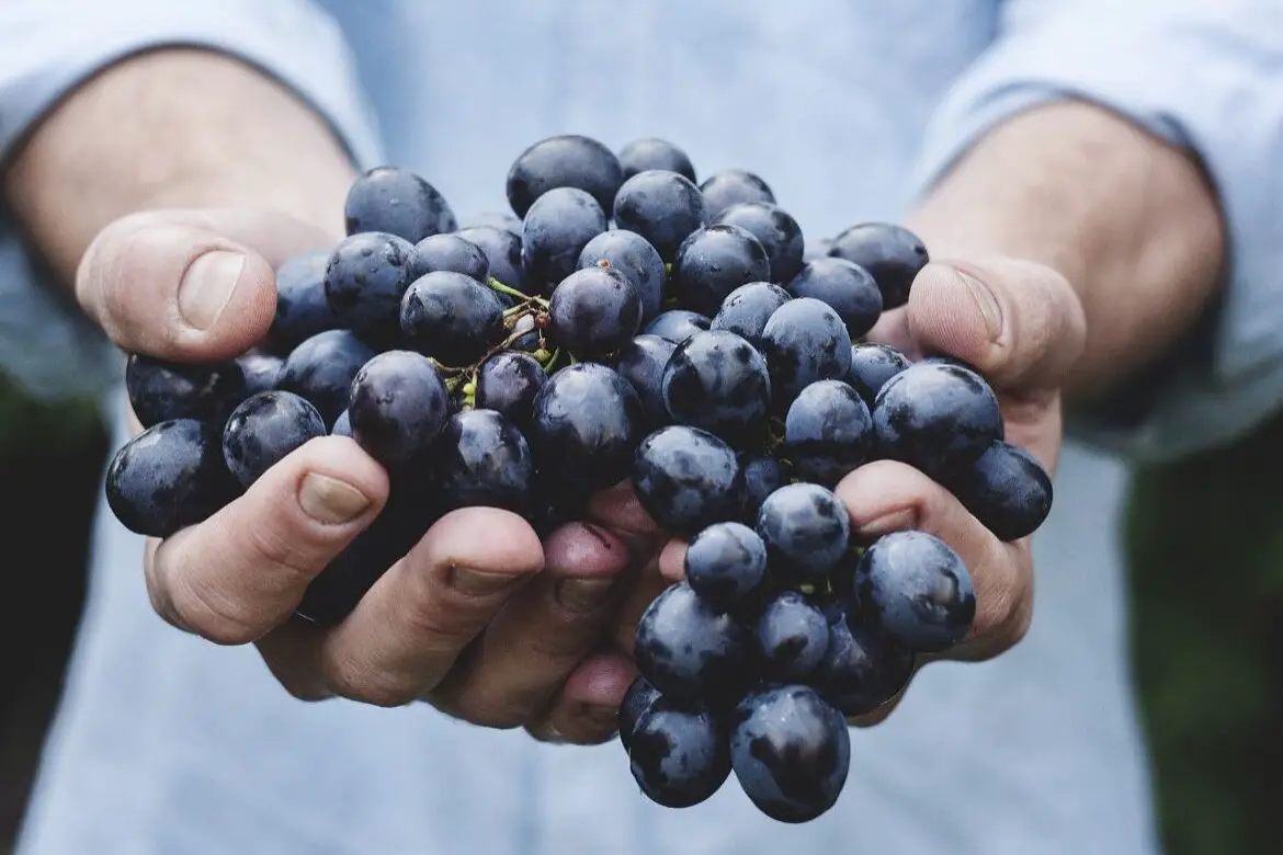 The Biblical Significance of Fruitfulness: Unveiling Divine Blessings ...