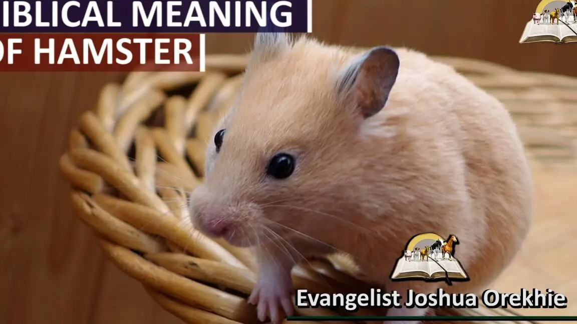 The Biblical Meaning of 12: Unlocking Spiritual Significance - John ...