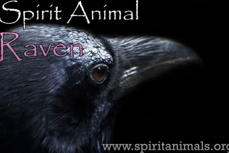 Biblical Insights: Unveiling the Hidden Symbolism of Animals - John ...