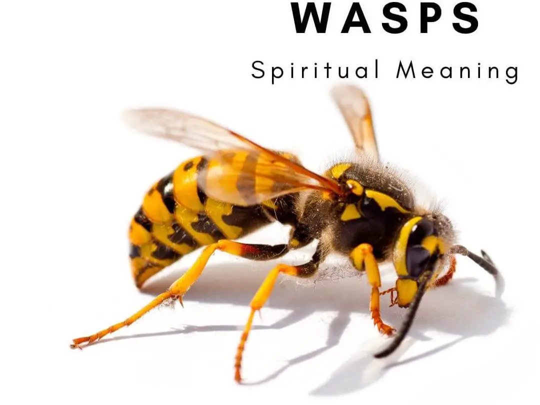 The Biblical Significance of Hornets: Unveiling Hidden Symbolism - John ...