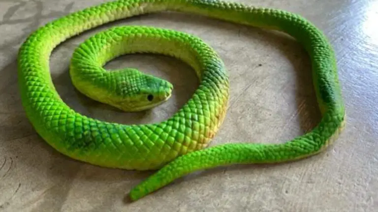 Biblical Interpretation: The Significance of Snakes in the House - John ...