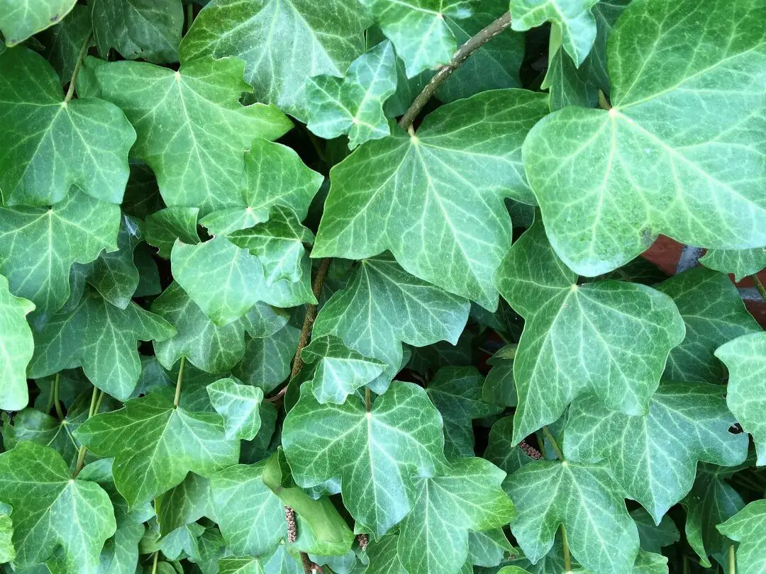The Spiritual Significance of Ivy in the Bible: Exploring Its Symbolism ...