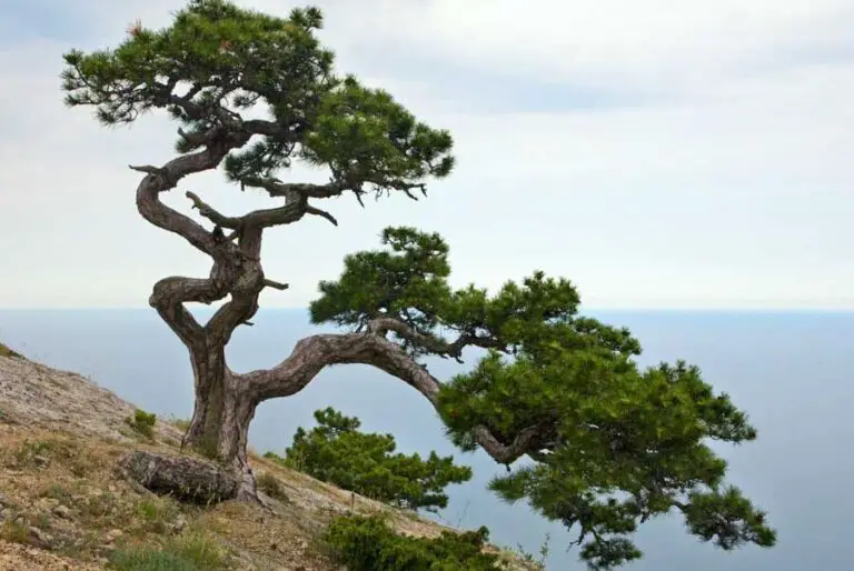 The Spiritual Significance of the Juniper Tree in the Bible - John ...