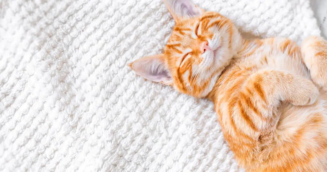 The Biblical Significance of Killing a Cat in a Dream - John Baptist Church