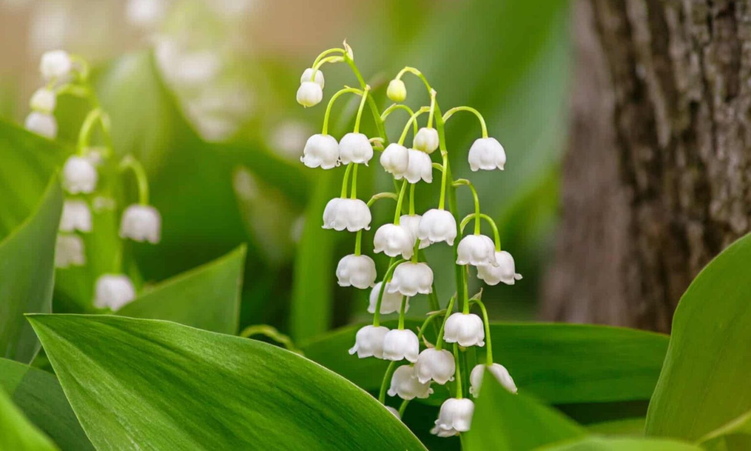 The Spiritual Symbolism of the Lily of the Valley in the Bible - John Baptist Church