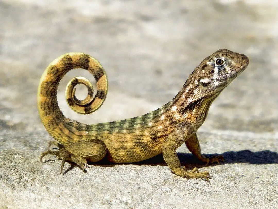 The Spiritual Significance of Lizards in Dreams: Unveiling the Biblical ...