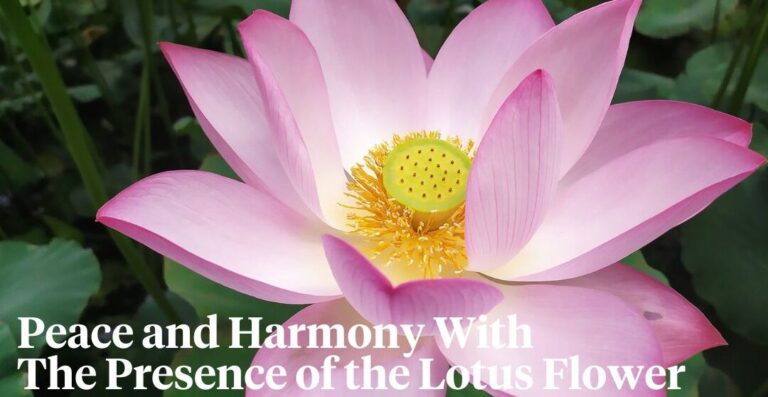 The Divine Symbolism of the Lotus Flower in the Bible - John Baptist Church