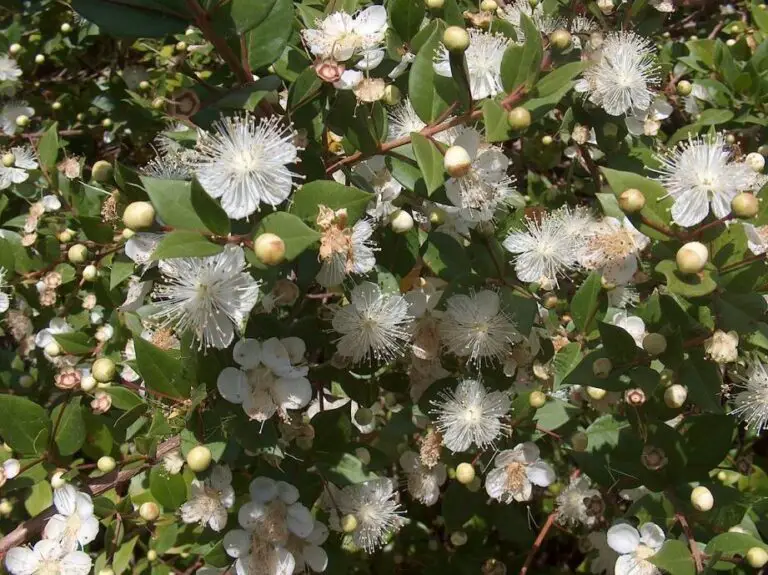 The Biblical Significance of the Myrtle Tree: Unveiling Its Spiritual ...