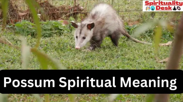 Biblical Significance of the Possum: Exploring Symbolism in Scripture ...
