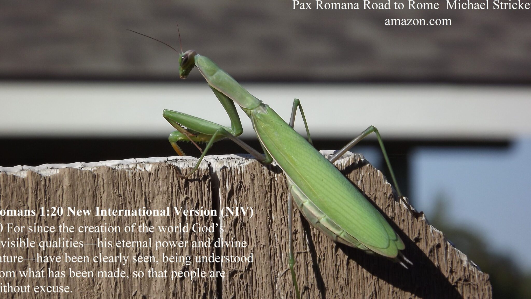 The Divine Significance of the Praying Mantis in the Bible - John ...