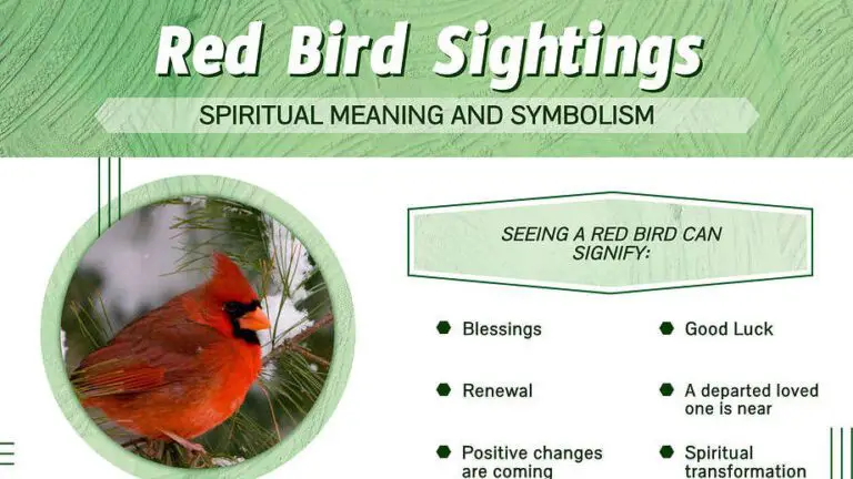 The Spiritual Significance of the Red Cardinal in Biblical Context ...