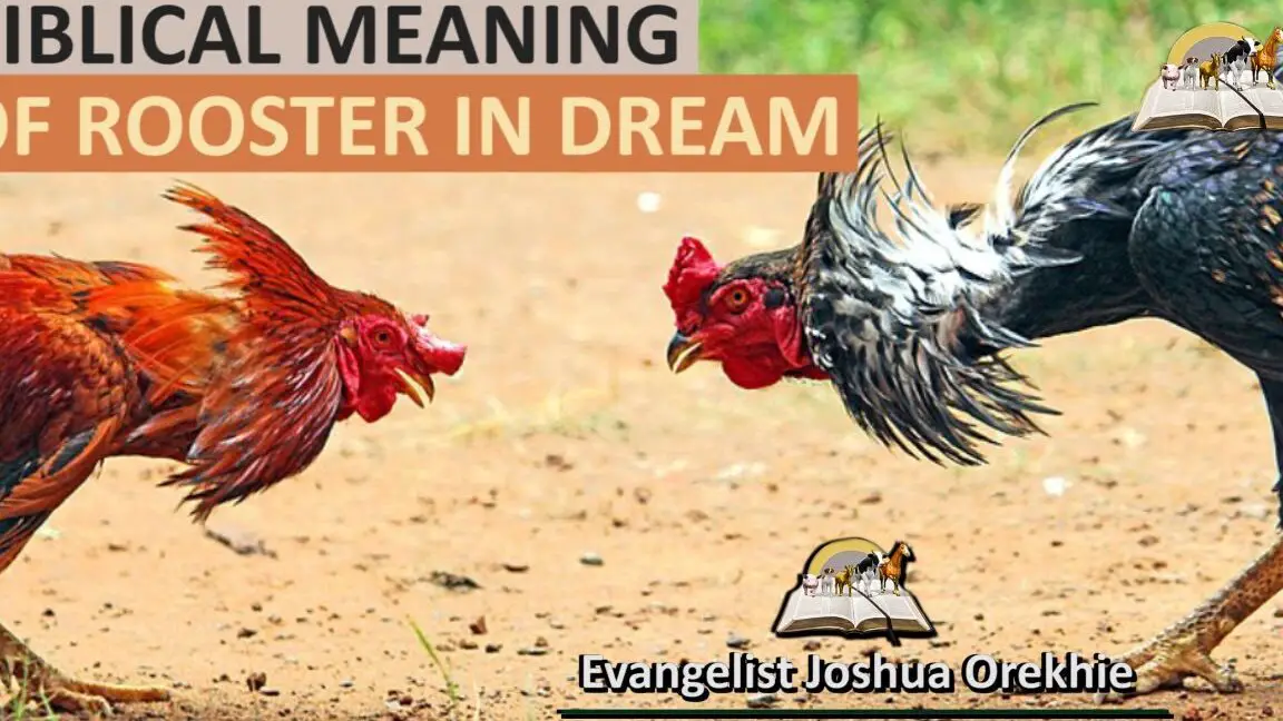 The Spiritual Significance of Roosters in Dreams According to the Bible ...