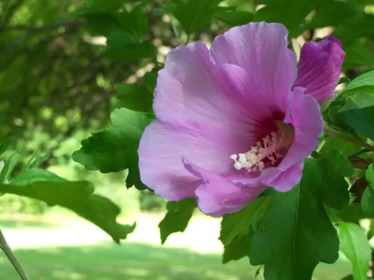 The Divine Significance of Rose of Sharon in the Bible - John Baptist ...