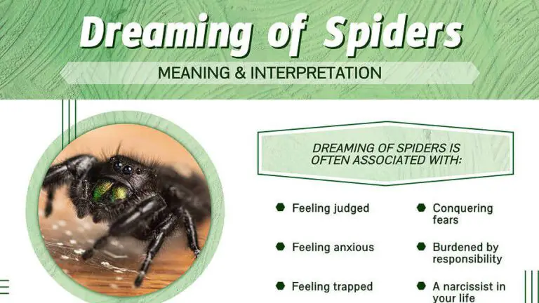 The Spiritual Significance of Spiders in Dreams: Unveiling the Biblical ...