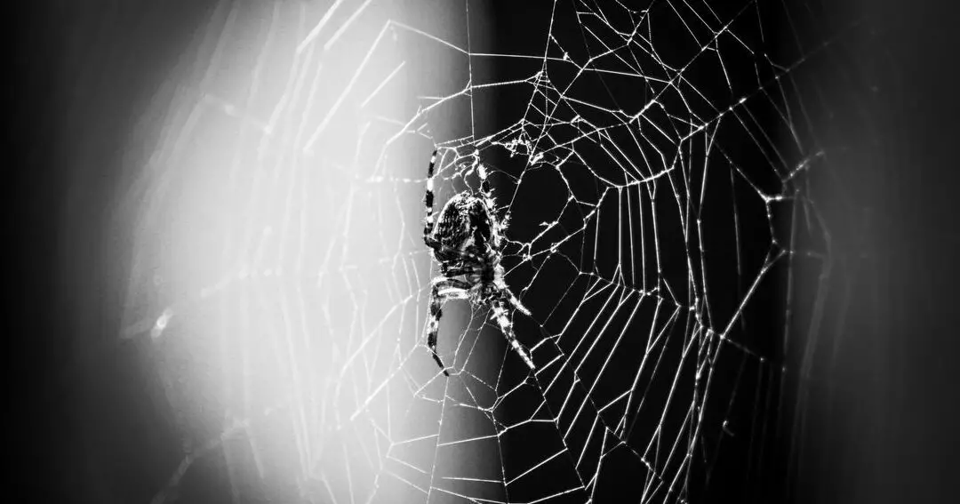 Unveiling the Spiritual Significance of Spider Webs in Dreams: Biblical ...
