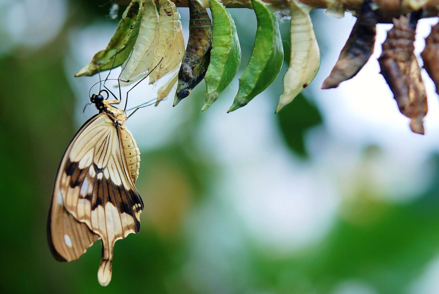 The Sacred Significance of the Sanctuary: Unveiling its Biblical ...