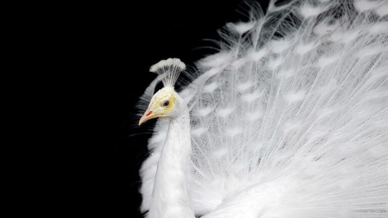 The Spiritual Significance of Albino in a Dream: Unveiling the Biblical ...