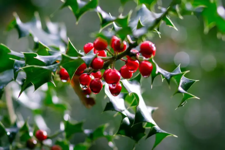 The Spiritual Significance of Holly: Unveiling its Biblical Meaning ...