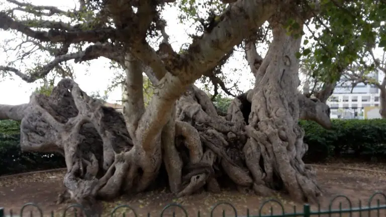 The Spiritual Significance of the Sycamore Tree in the Bible - John ...